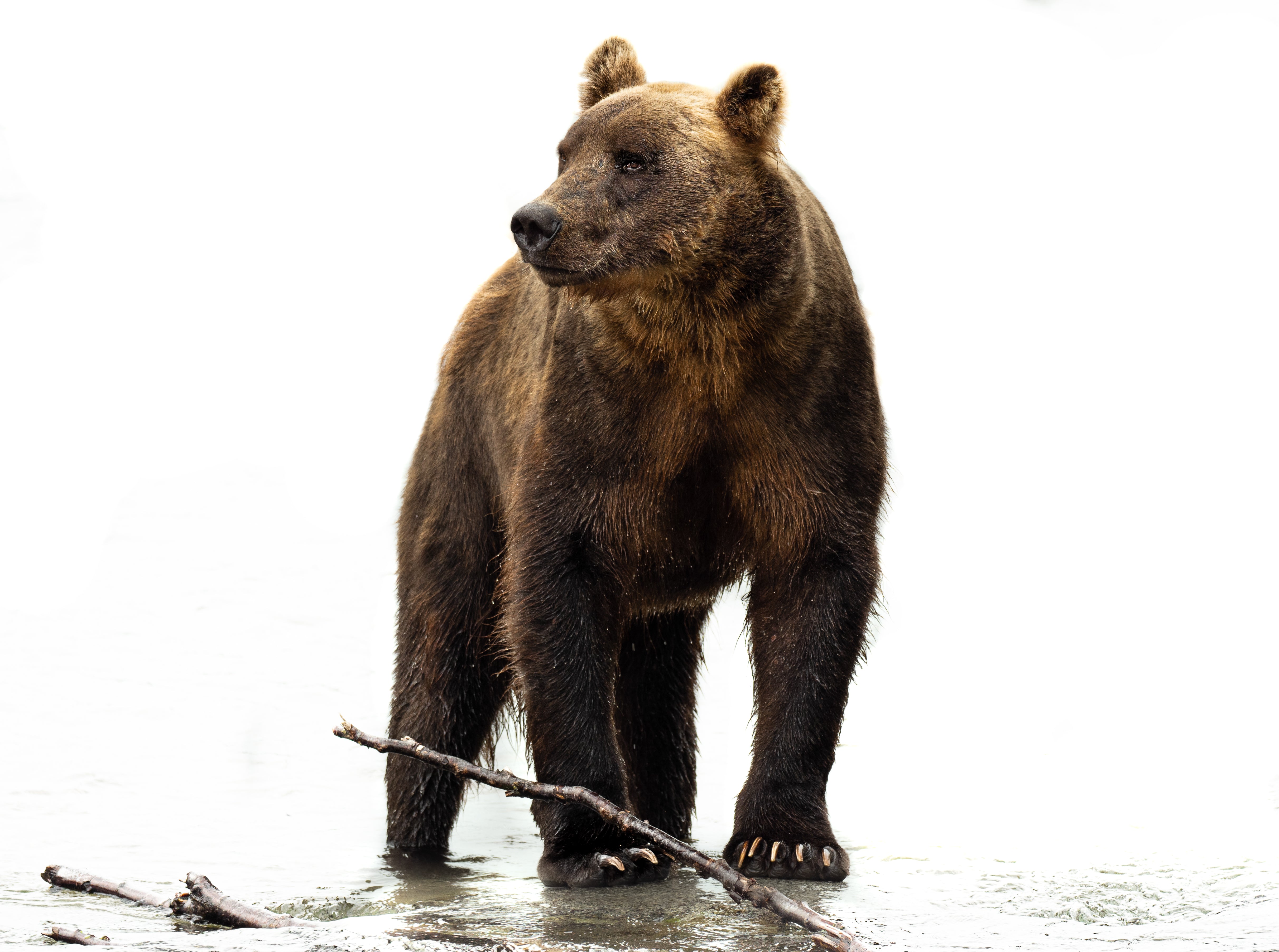 "For The Bears" Giveaway – Little Bear Wildlife