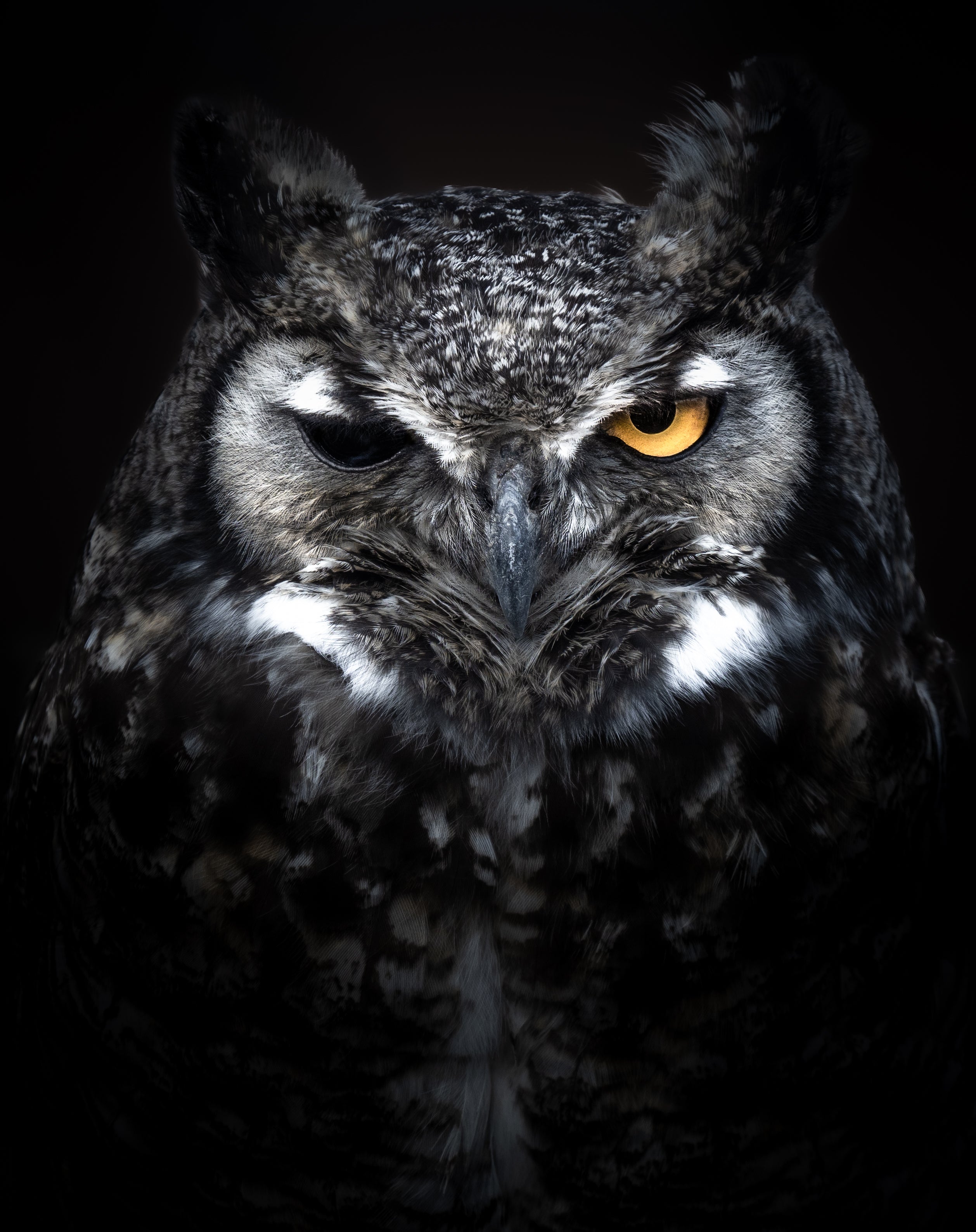 Owls, Eagles, and Other Birds – Little Bear Wildlife