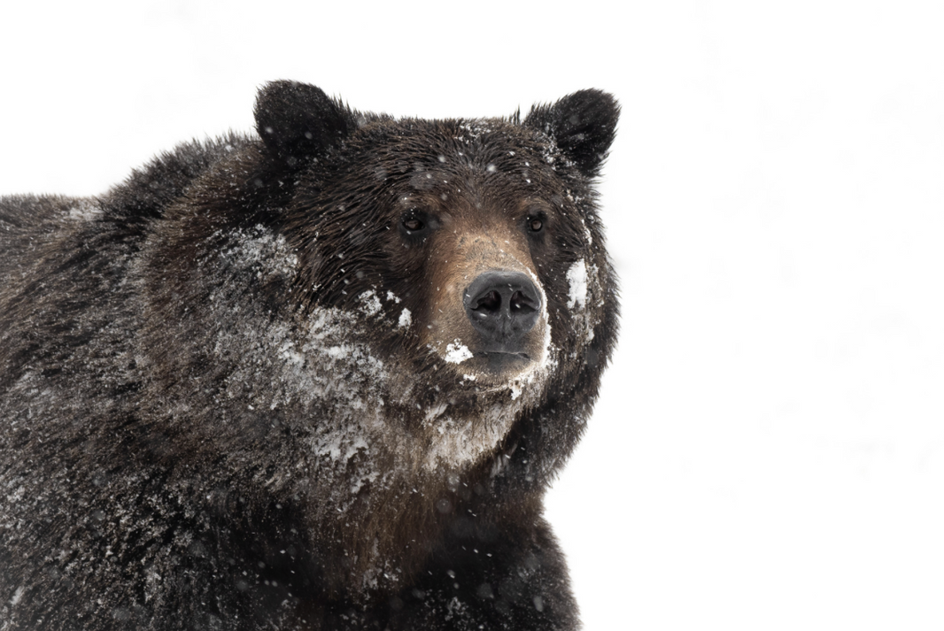 Little Bear Wildlife – Brooke Bartleson